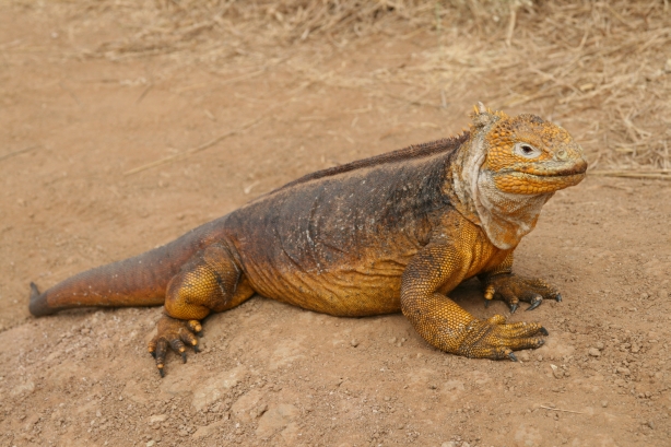 Mitoslavia: ,,Wąż bajeczny, smokiem przezwany od ssania''. Legwany