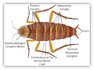 Bio World: COCKROACH