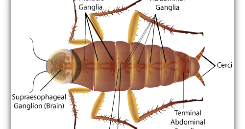 Bio World: COCKROACH