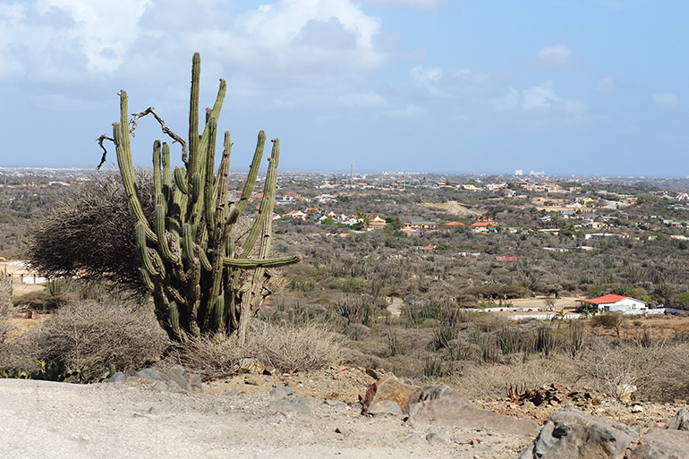 Becky Bedbug: Five Reasons to Visit Aruba