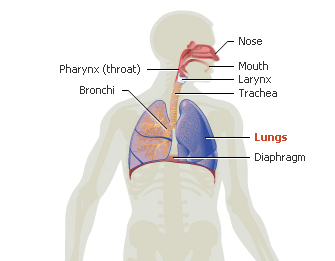 Respiration ~ O level Study Guide