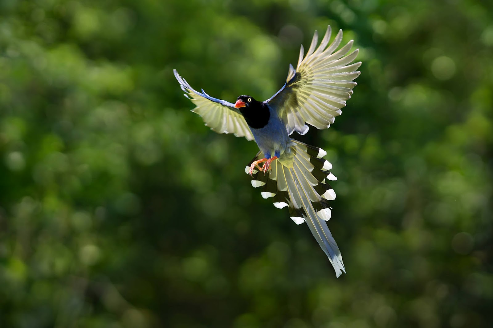 Taiwan Blue Magpie (Urocissa caerulea) - Ryan Maigan Birds
