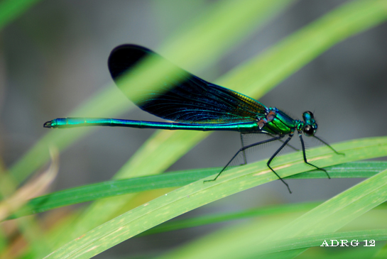 UN AMBIENTALISTA: Un caballito del diablo