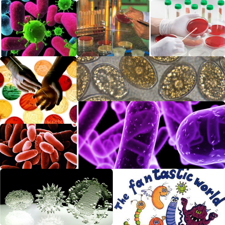 Daniel Zuñiga y Lizbeth Compean: Collage de la microbiologia