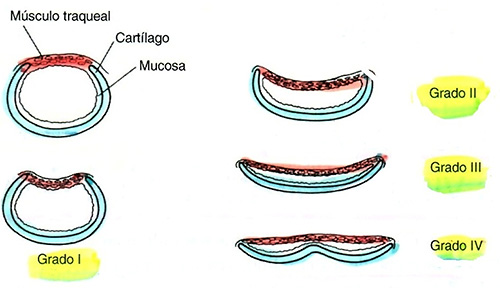 TOS-COLAPSO TRAQUEAL EN EL PERRO ~ Clínica Veterinaria El Guirre