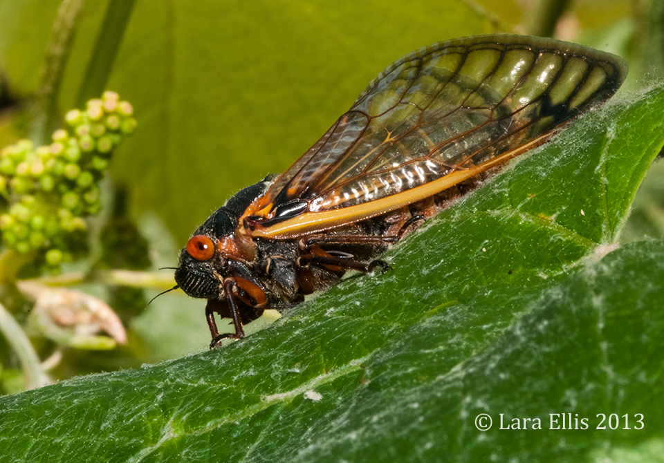 A Nature Photographer's Journey: The Cicadas Are Here!