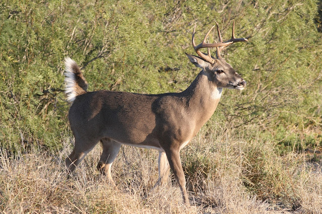 Fauna: Venado cola blanca
