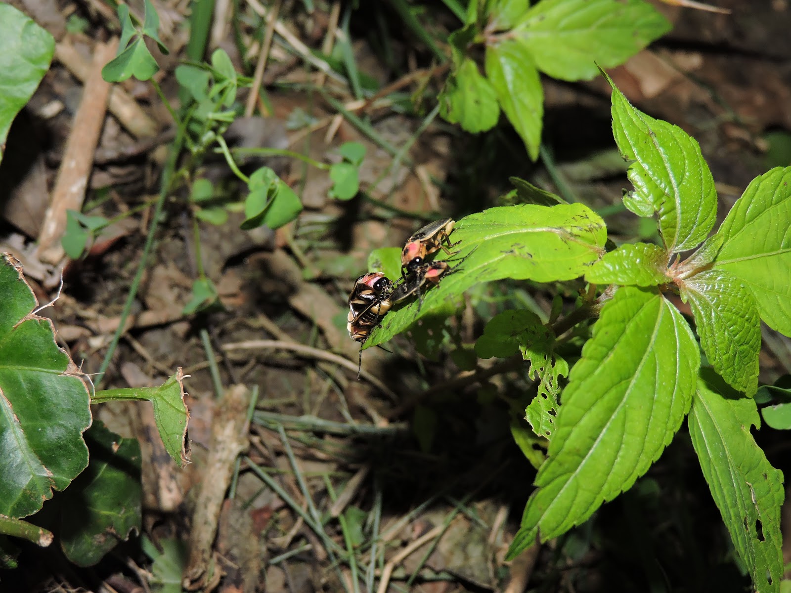 Capital Naturalist by Alonso Abugattas: Femme Fatale Fireflies
