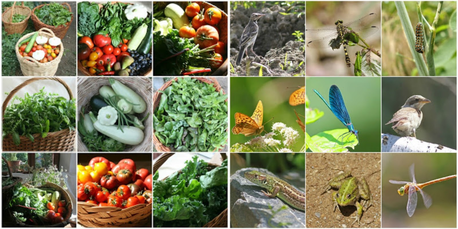 Balkan Ecology Project : The Polyculture Market Garden Study - Results ...