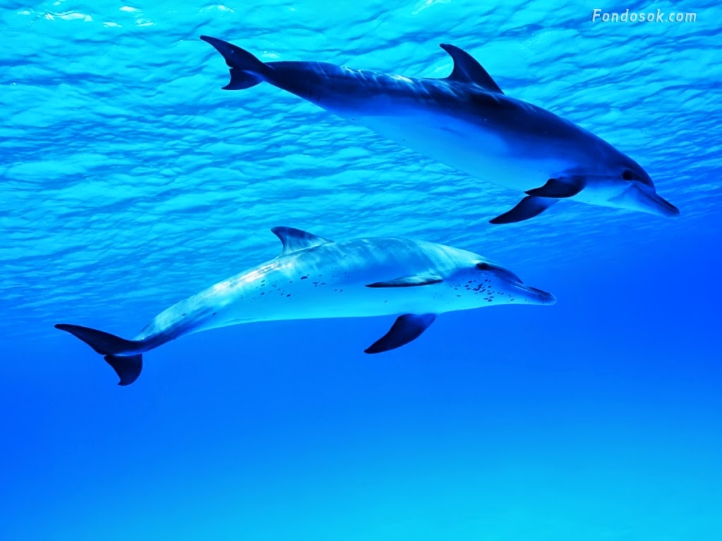 Delfines