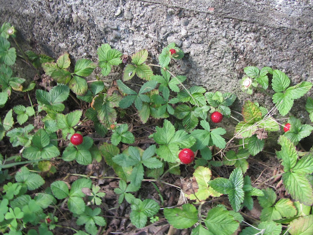 Duchesnea indica - La Fragola Matta o Finta Fragola | Il Gusto Della Natura