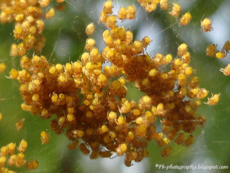 Spiderlings | Nature, Cultural, and Travel Photography Blog