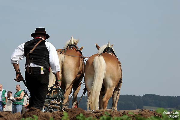 Percheron International: Detmold Et Peter Sandahl