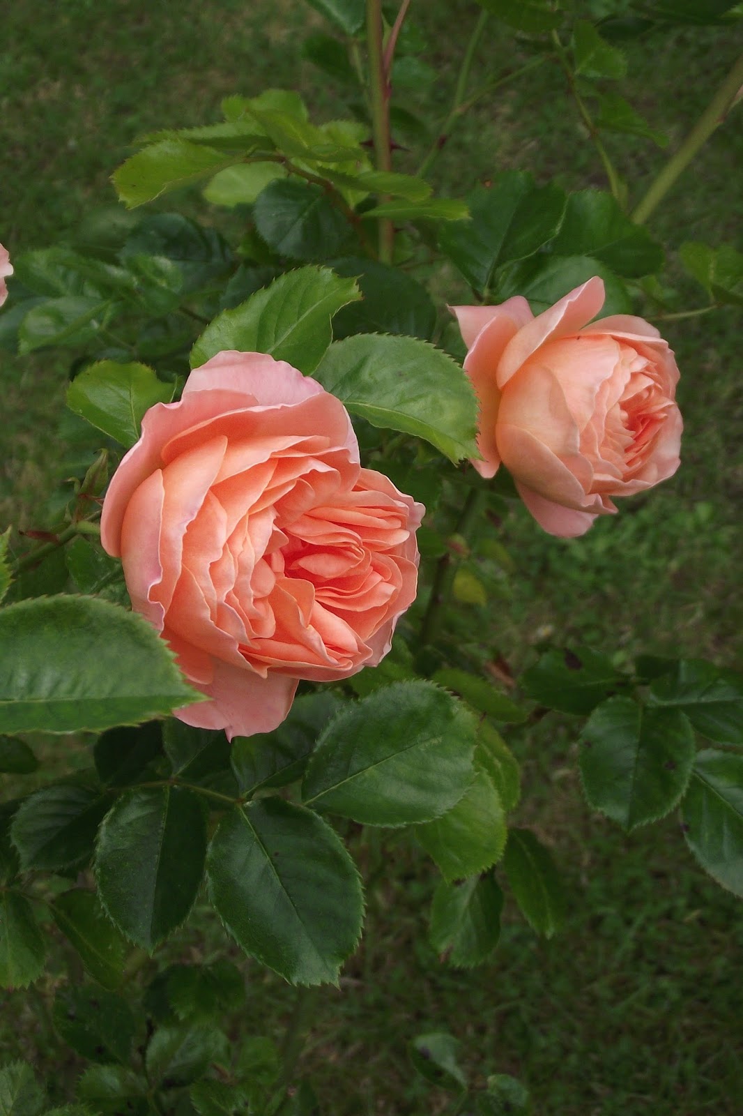 Promesse de roses: Roses d'automne et compagnie