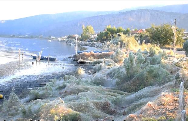 Chingum — Discover Curiosities: Mysterious giant cobweb covered beaches ...