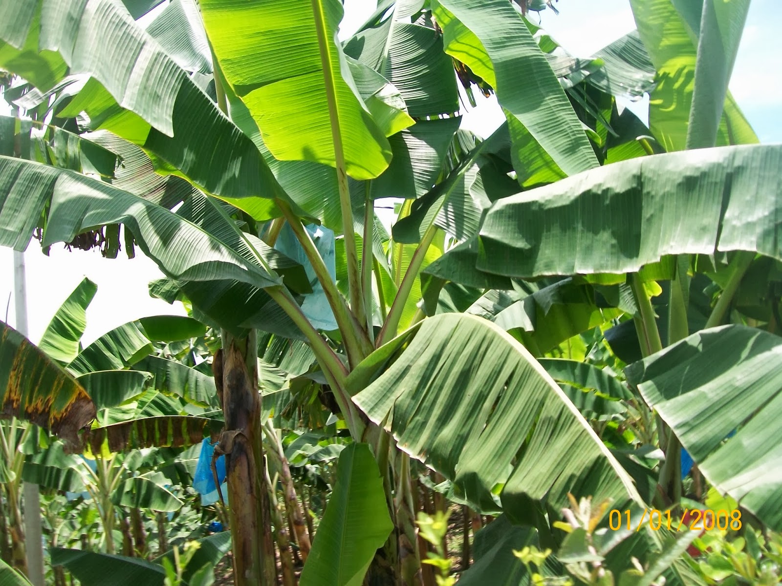 EL BANANO