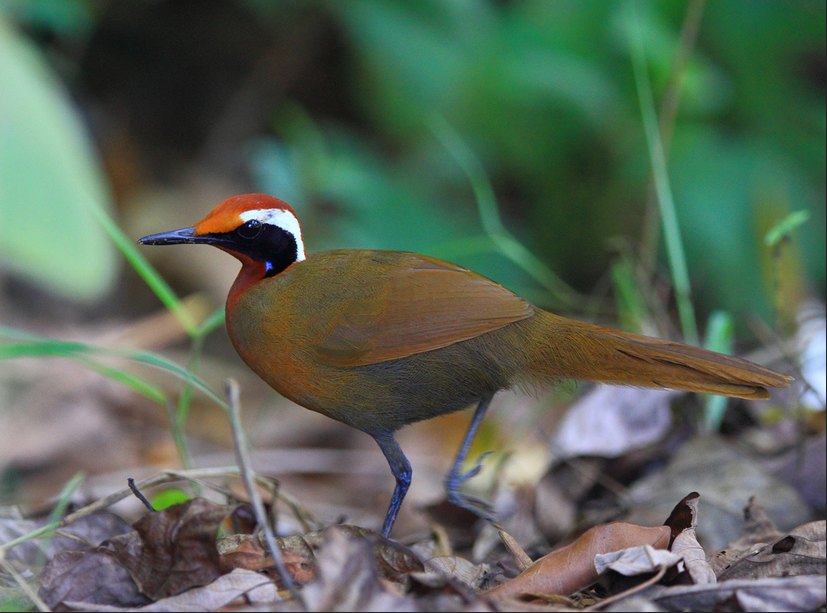 Flight Log: One of a Kind-- A Compiled List of the Monotypic Bird ...