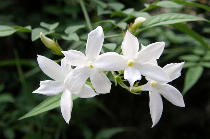 Das Leben ist Bunt: Jasmin - ein Duft der gefällt