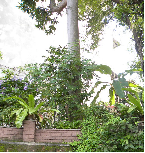 atampahura අටම්පහුර: නිල් වෙරළු ( රුද්‍රාක්‍ෂ ) , nil veralu ...