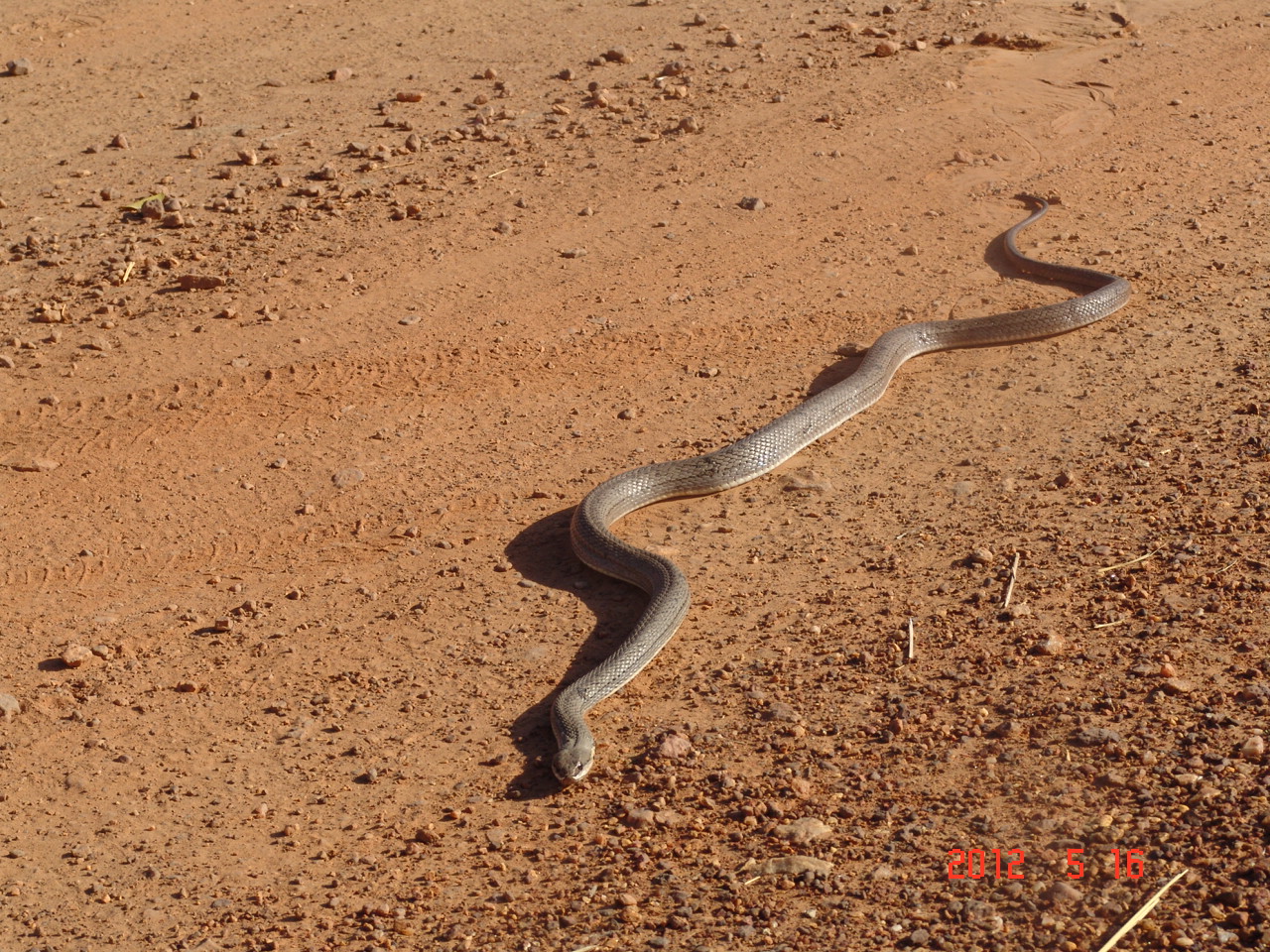 Fatos e Fotos da Caatinga: Animais silvestres da caatinga