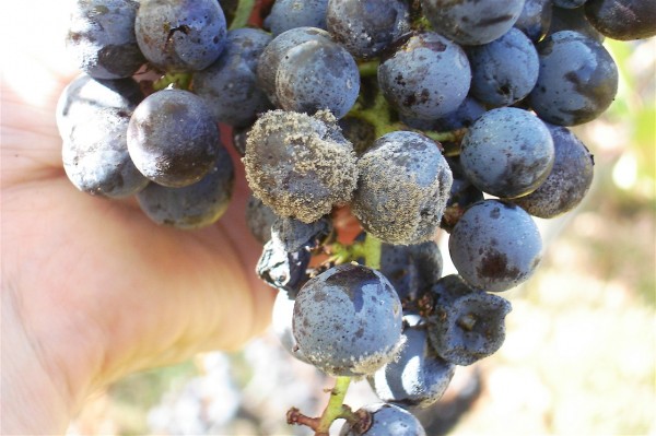 Gardener's Watch: Moldy Grapes