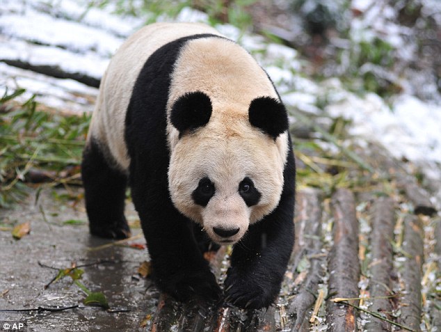 The animal zone: It's panda-monium: Giant pandas Sweetie and Sunshine ...