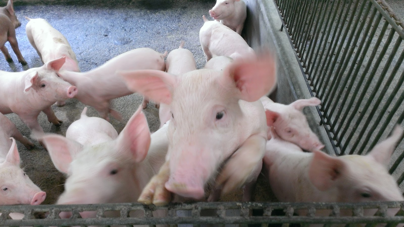 O La La Babi: Memulai Usaha Peternakan Babi - Cara Memilih Anak Babi ...