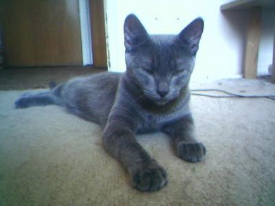 Viitorul incepe azi: Albastra de Rusia