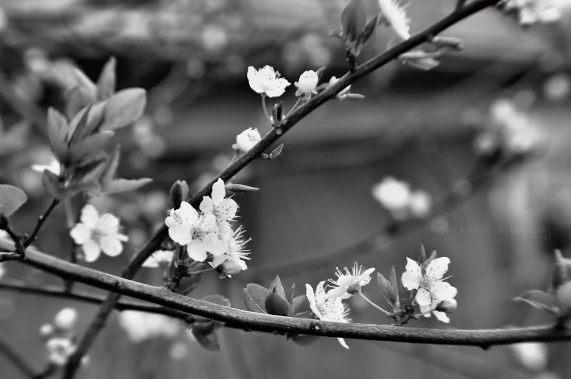 photography adventures: Black & White Spring Photos