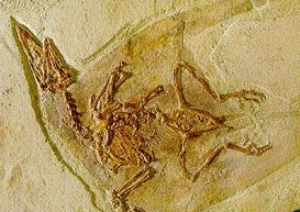 Fossil Adventure: Aparecieron las aves..... y vienen volando.