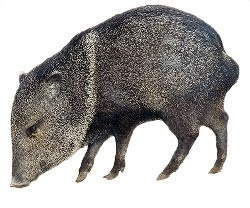 CATETO (Tayassu tajacu)