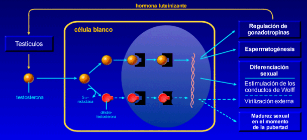 Hormonas y diferenciación sexual : 1.1.2. Andrógenos