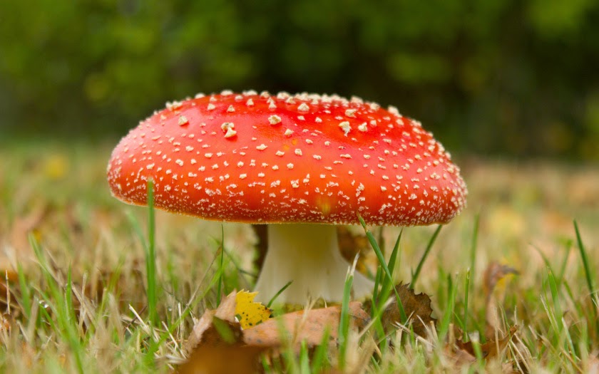 Fotos de bellos hongos coloridos - Fotos Bonitas de Amor | Imágenes ...