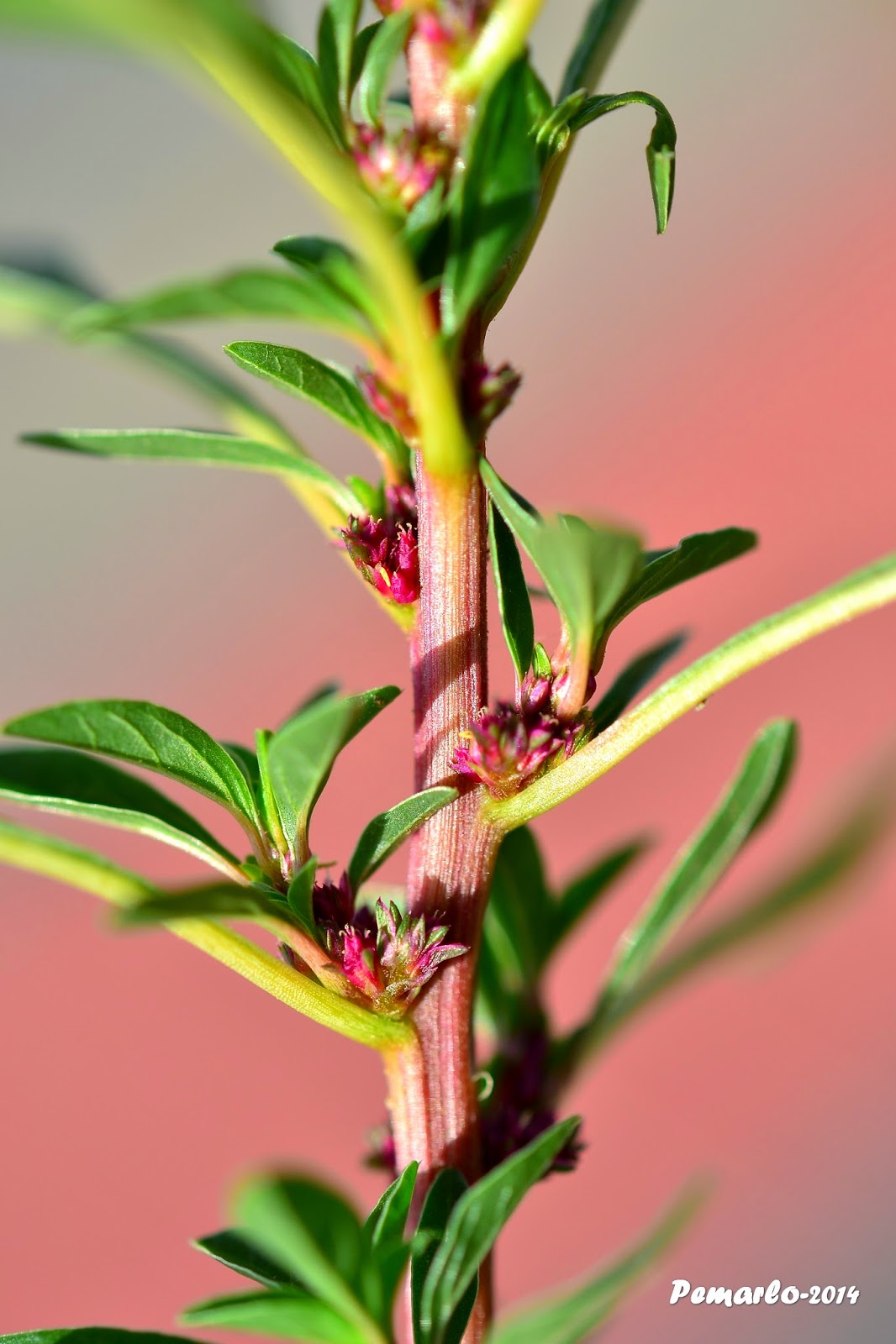 PLANTAS DE MOLINA DE SEGURA: AMARANTHUS BLITOIDES (Bleo) EN LA ALCAYNA ...