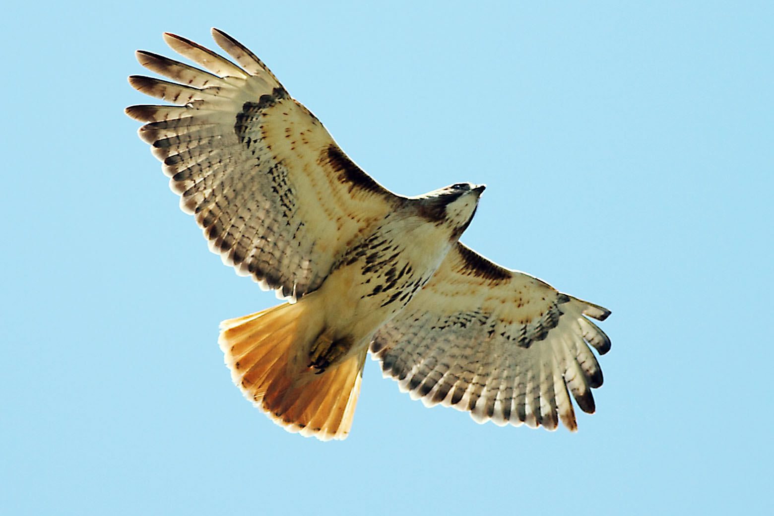 Red-Tailed Hawks of Wexford: Red-Tailed hawk soaring fast June 3 2011