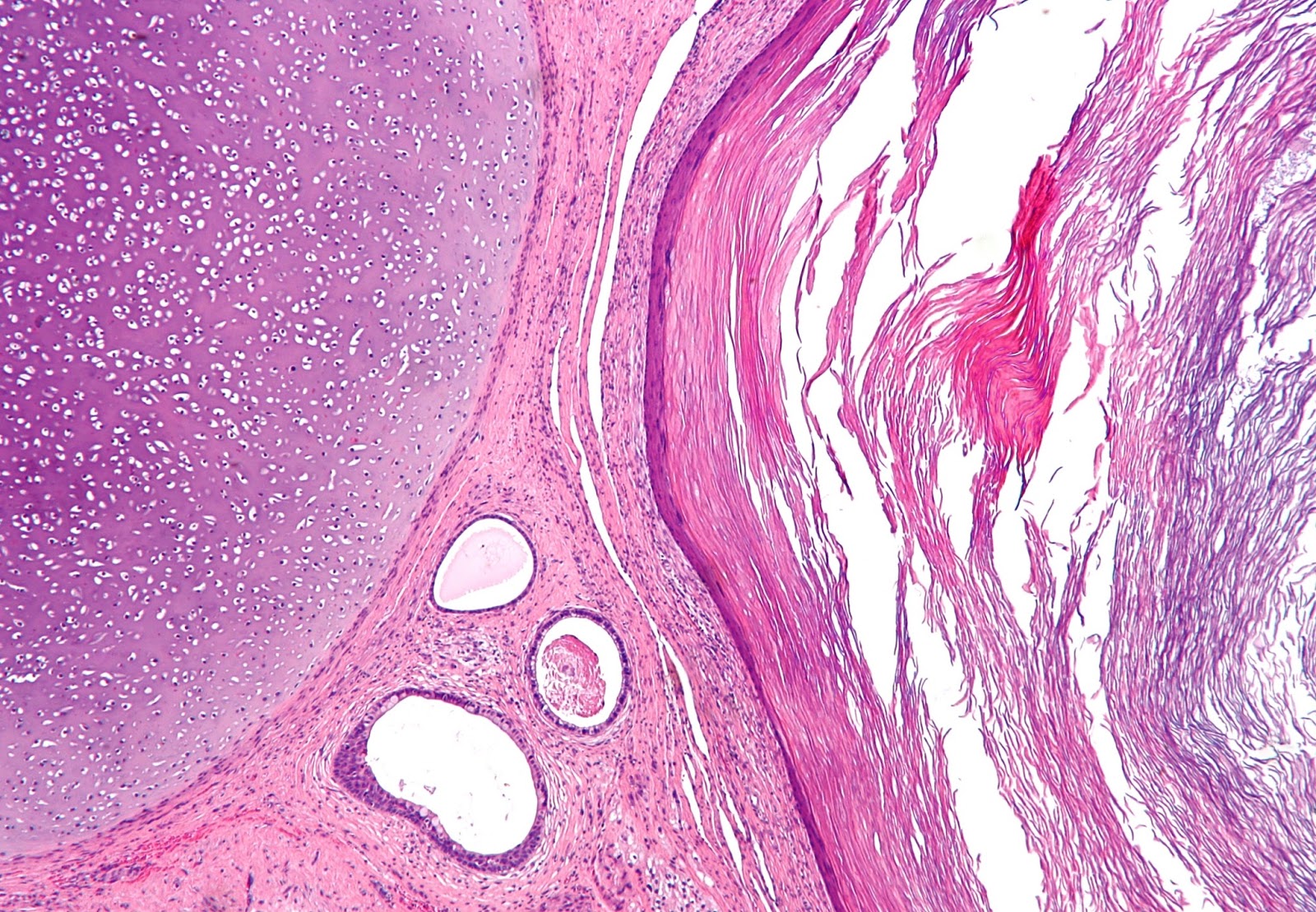 有邊讀邊學生物英文 English for Biology Majors: 第二十三課（一）：I am not feeling well