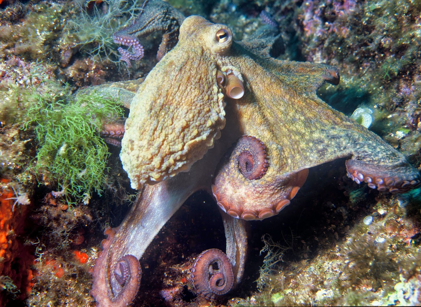 Octopus - HD Wallpapers | Earth Blog