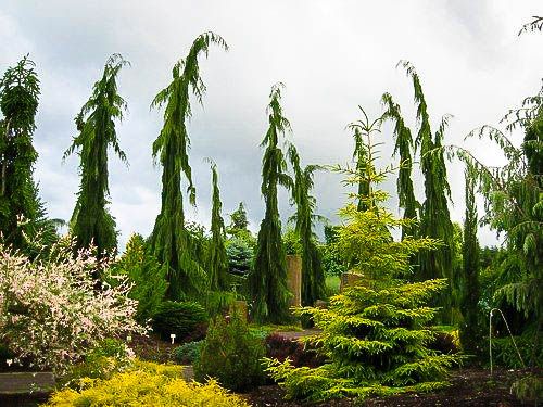 Columnar Tree Dreaming: 'Van Den Aker' Narrow Weeping Alaska Cedar
