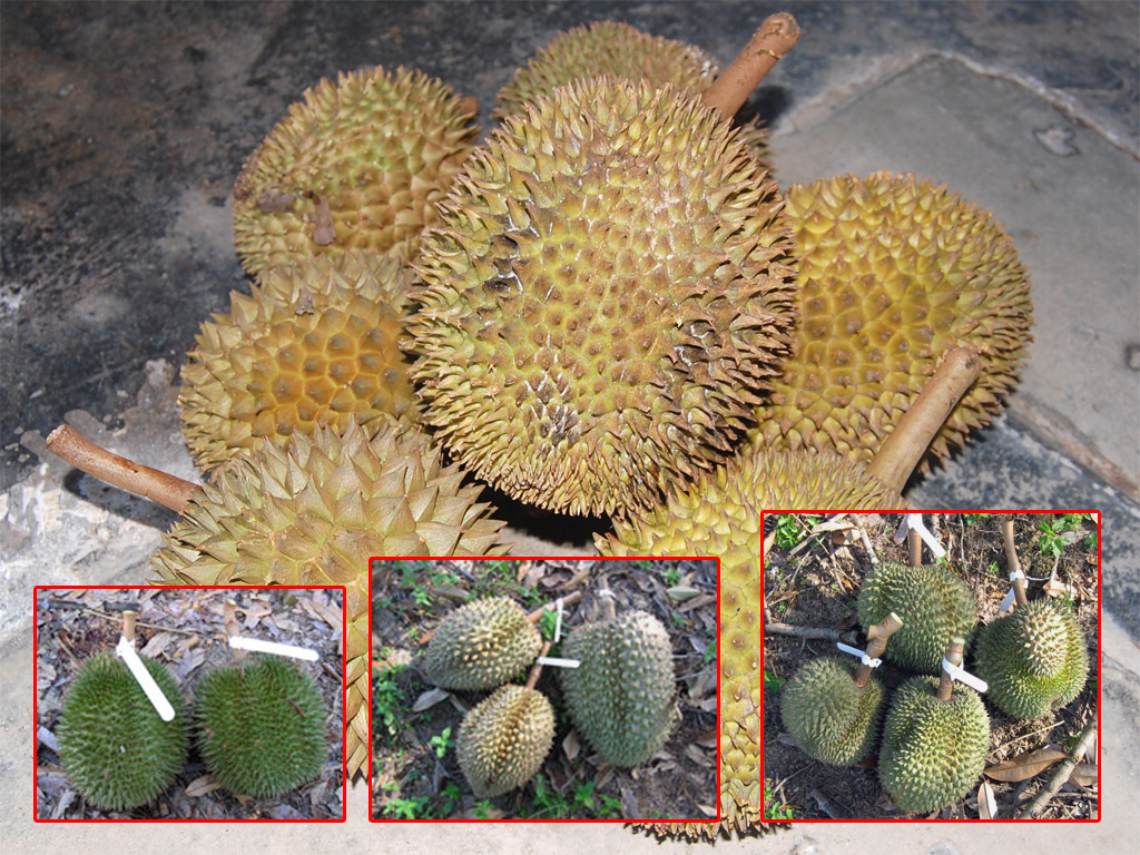 Durian Info: Durian Varieties In Malaysia