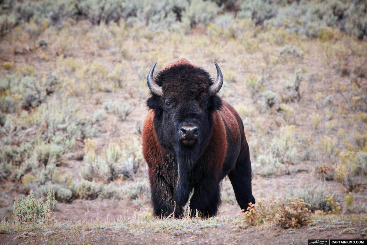 Wild Animals Bison « Nat Geo Adventure