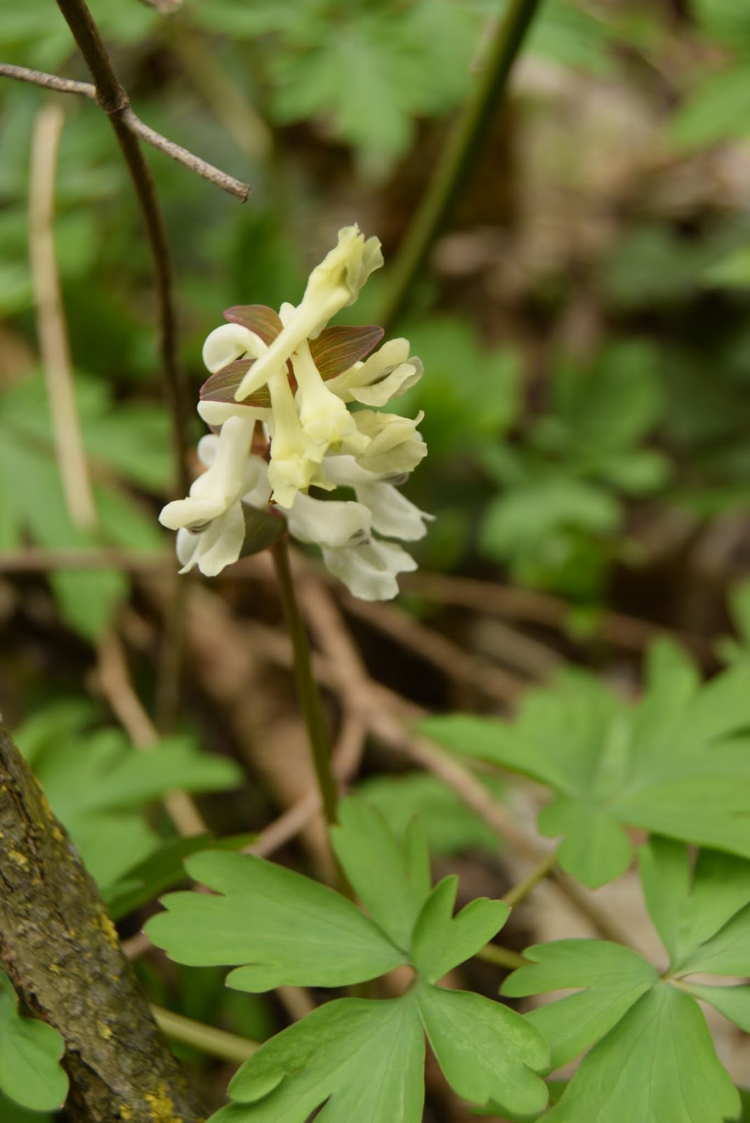 Frumusetile naturii: Brebenel (Corydalis capnoides)