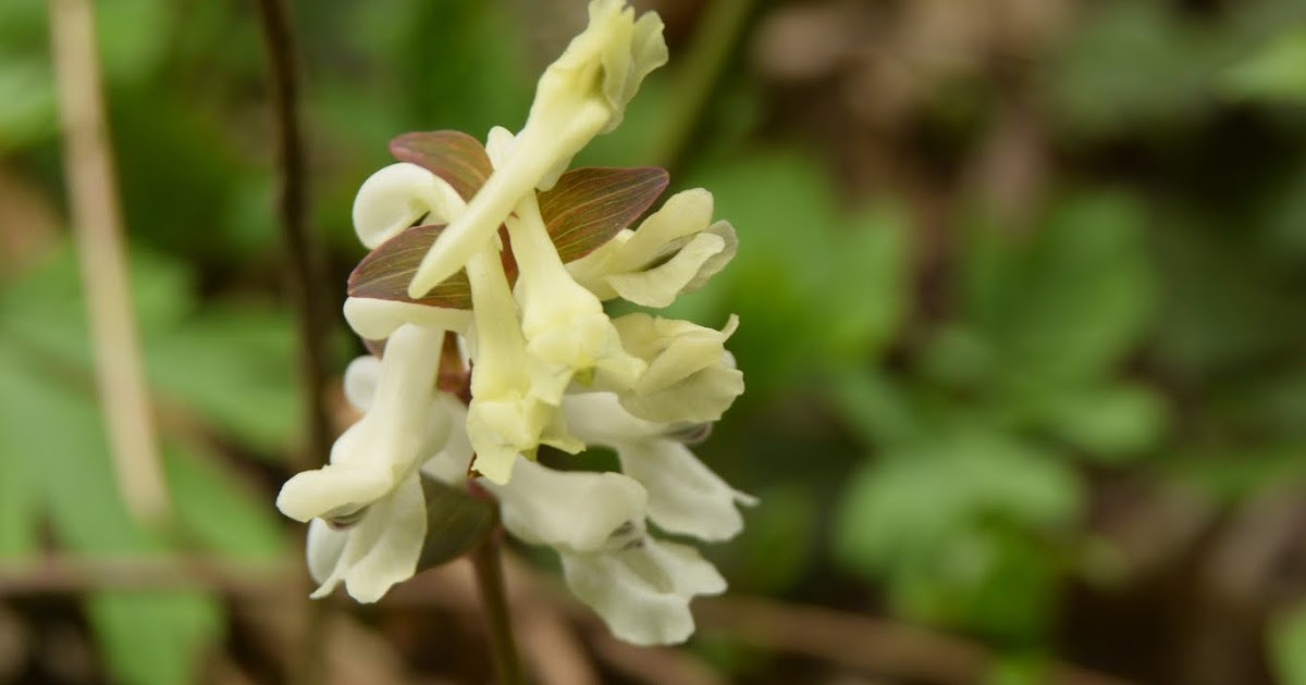 Frumusetile naturii: Brebenel (Corydalis capnoides)