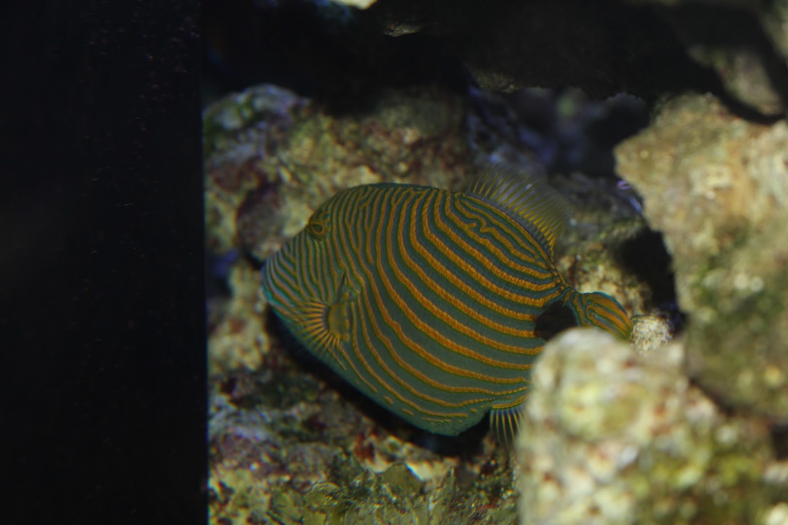 Q2Otanks: Community Tank