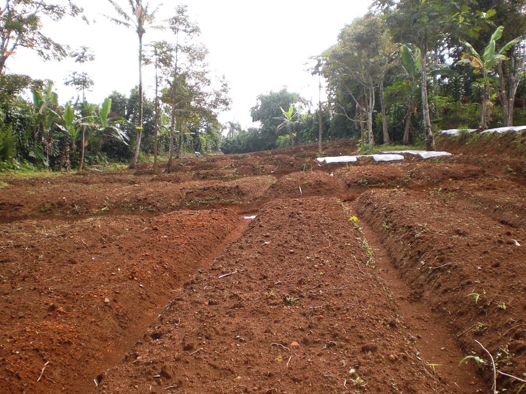 Tanah Kebun Sukabumi