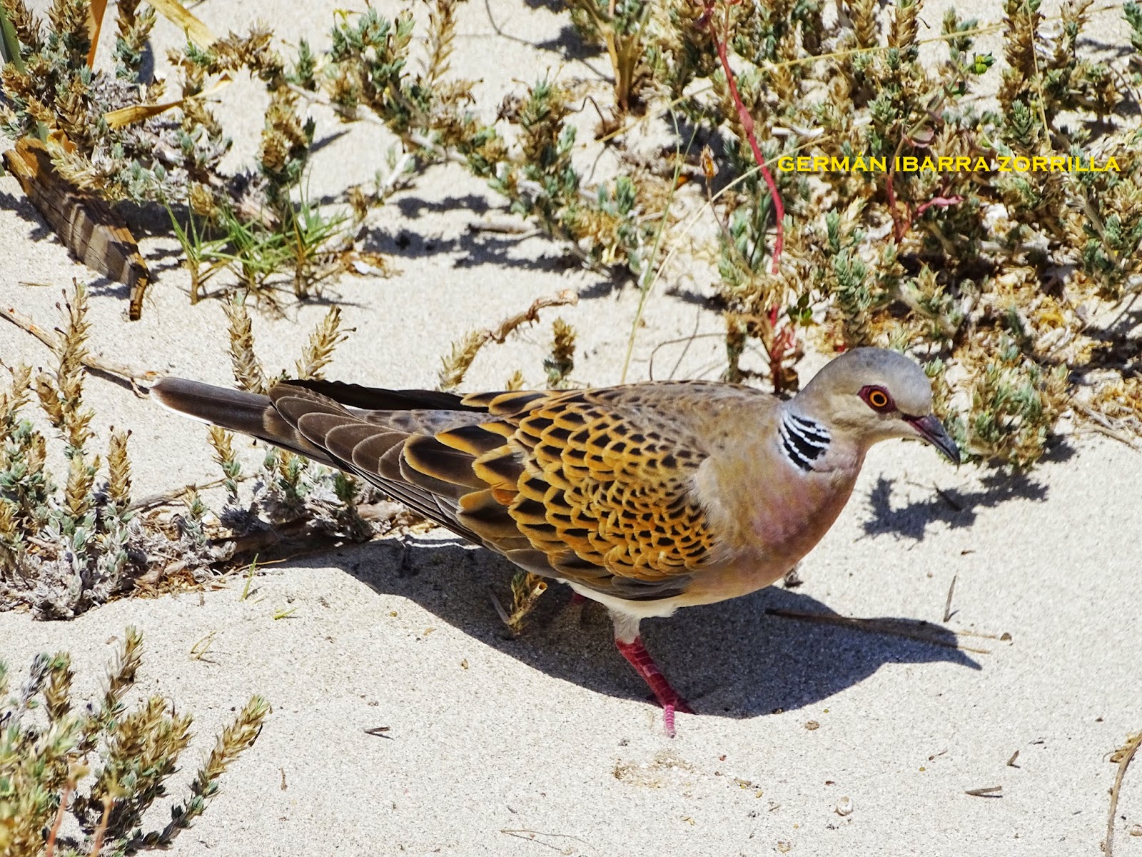 FAUNA COMPACTA el blog de Germán Ibarra Zorrilla: Tórtola europea ...