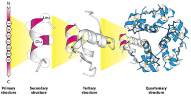 AUNG SUMBONO: BIOKIMIA 3 (protein 1) STKIP MUHAMMADIYAH SORONG