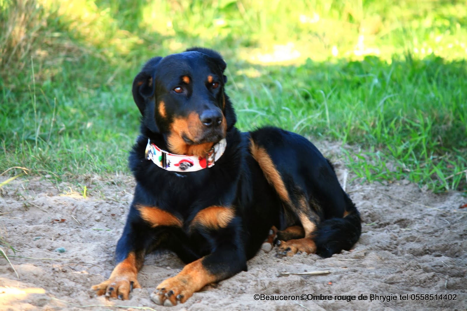 Beauceron, chiots beaucerons, Eleveur landes 40120