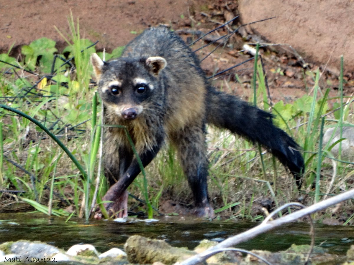 Cultura Guaraní: Aguará Popé u osito lavador