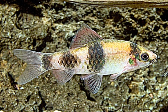 Mengenal Ikan Hias Panda Barb