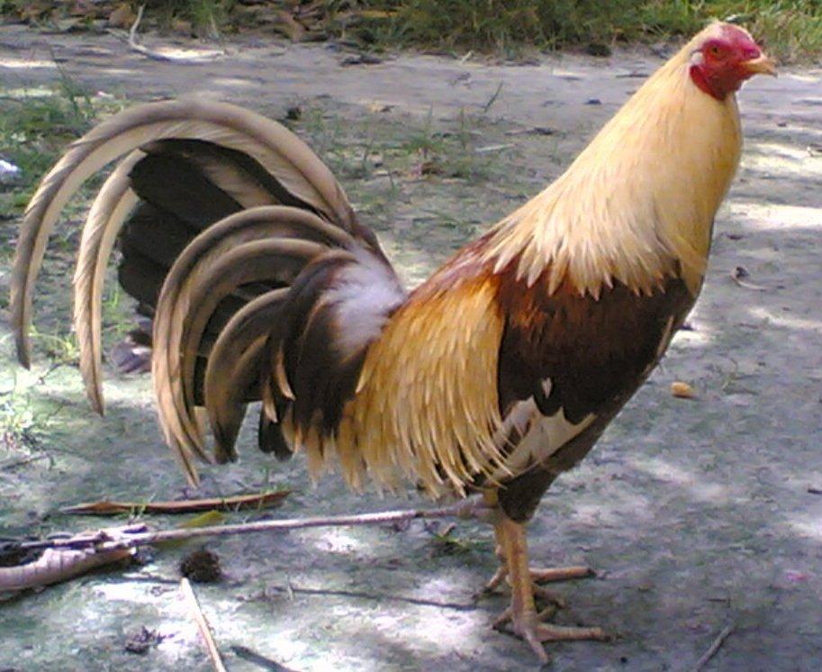 Bond's Bangkok Farm (BBF): Galeri